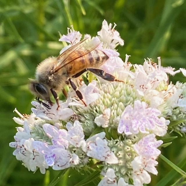 What’s the Buzz About Bees? · OutLook by the Bay